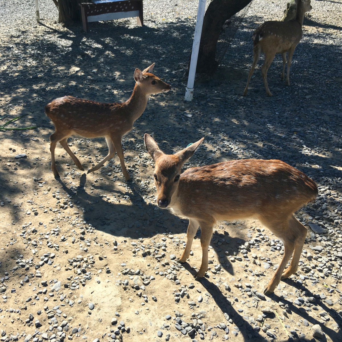 Miss Deer 黛兒鹿🦌 | Instagram | Portaly