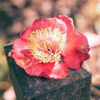 honatsu | Instagram, Twitter | Portaly