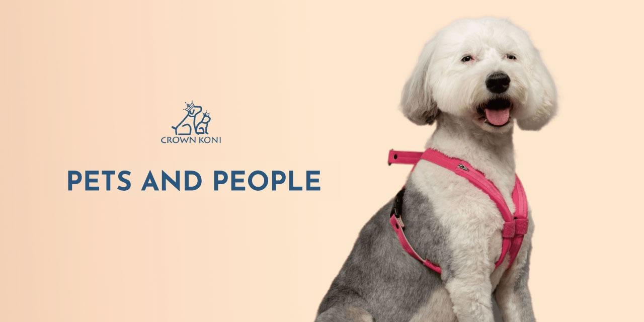 CROWN KONI | TikTok, Instagram, Facebook | Portaly